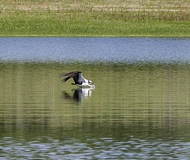 Don’t miss the spectacular osprey viewing event at Flaming Gorge ...